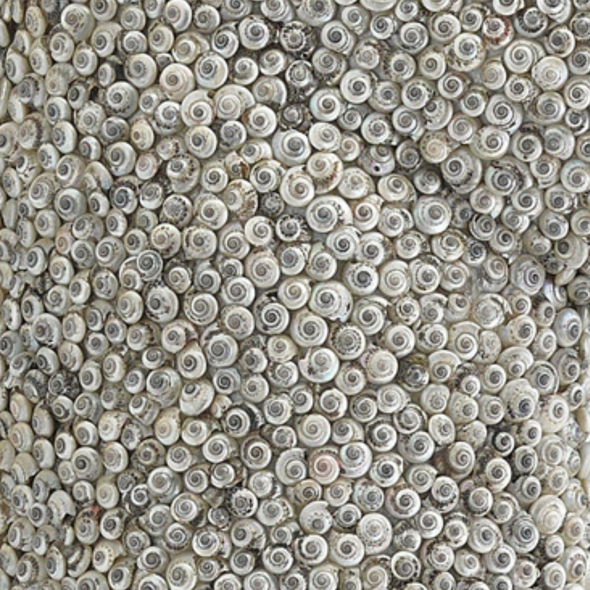 Shell Mirror, Round – Celadon House